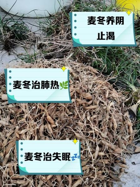 麦冬的副作用太大了_麦冬哪些人不能吃-第3张图片-山城妙识 麦冬的副作用太大了_麦冬哪些人不能吃-第3张图片-山城妙识