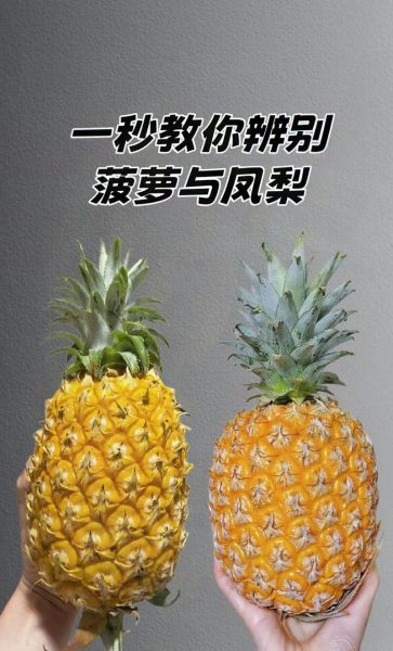菠萝和凤梨的区别_哪个更甜-第1张图片-山城妙识