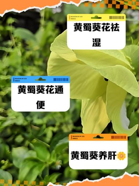 黄蜀葵根的功效与作用_黄蜀葵根怎么使用-第1张图片-山城妙识