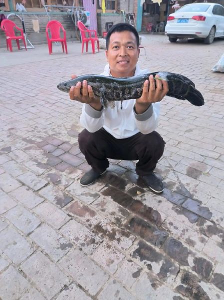 世界上最大的黑鱼有多大_黑鱼能长多大-第1张图片-山城妙识 世界上最大的黑鱼有多大_黑鱼能长多大-第1张图片-山城妙识