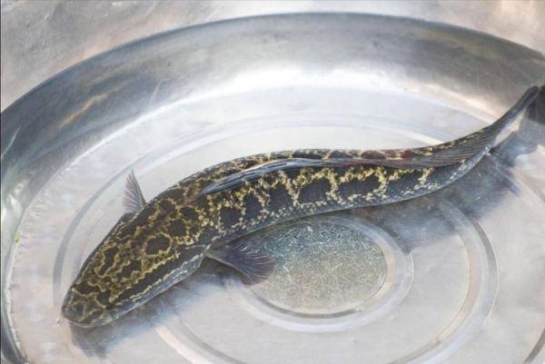 世界上最大的黑鱼有多大_黑鱼能长多大-第2张图片-山城妙识 世界上最大的黑鱼有多大_黑鱼能长多大-第2张图片-山城妙识