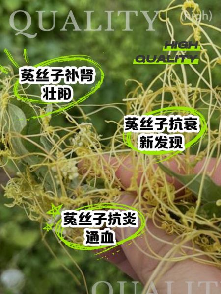 菟丝子的功效与作用是什么_菟丝子怎么吃补肾-第3张图片-山城妙识