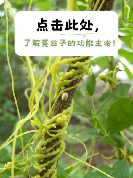 菟丝子的功效与作用是什么_菟丝子怎么吃补肾-第2张图片-山城妙识