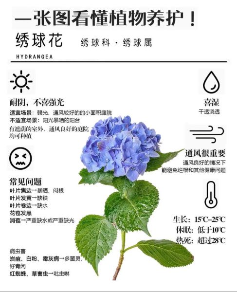 绣球花为什么不吉利_绣球花风水禁忌-第1张图片-山城妙识 绣球花为什么不吉利_绣球花风水禁忌-第1张图片-山城妙识