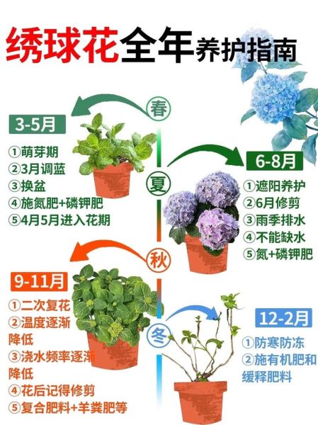 绣球花为什么不吉利_绣球花风水禁忌-第2张图片-山城妙识 绣球花为什么不吉利_绣球花风水禁忌-第2张图片-山城妙识