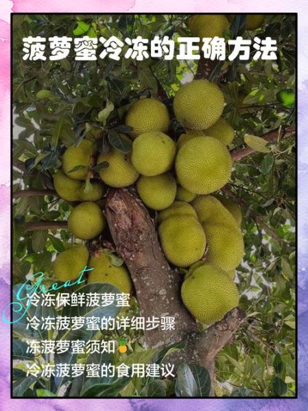 菠萝蜜可以放冰箱吗_保存多久不变质-第1张图片-山城妙识 菠萝蜜可以放冰箱吗_保存多久不变质-第1张图片-山城妙识