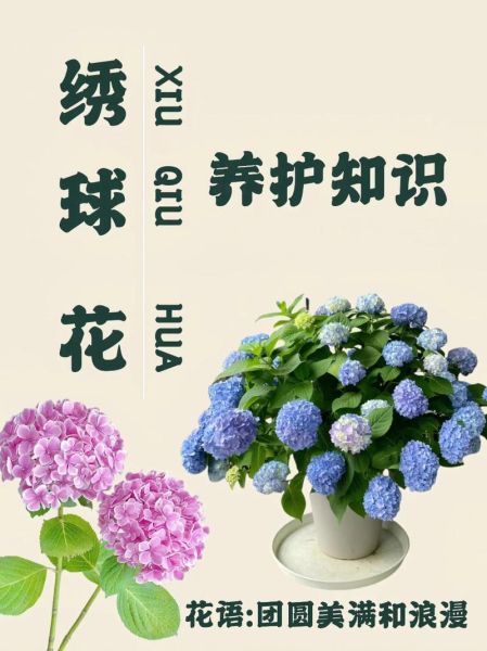 绣球花为什么不吉利_绣球花风水禁忌-第3张图片-山城妙识 绣球花为什么不吉利_绣球花风水禁忌-第3张图片-山城妙识