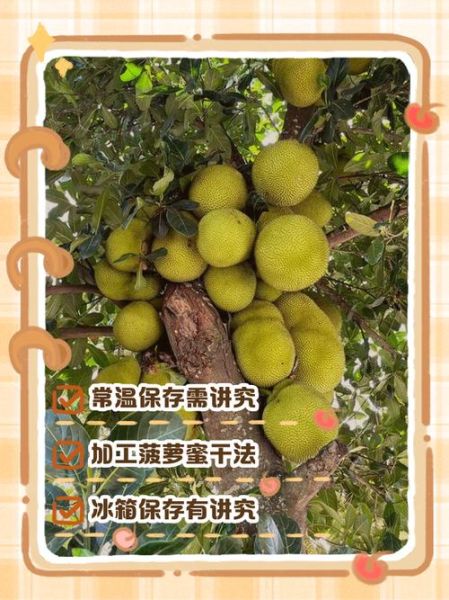 菠萝蜜可以放冰箱吗_保存多久不变质-第2张图片-山城妙识 菠萝蜜可以放冰箱吗_保存多久不变质-第2张图片-山城妙识