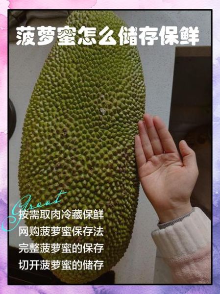菠萝蜜可以放冰箱吗_保存多久不变质-第3张图片-山城妙识 菠萝蜜可以放冰箱吗_保存多久不变质-第3张图片-山城妙识