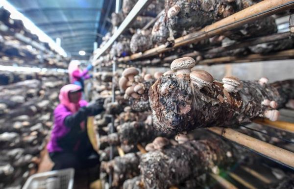 香菇产地在哪里_中国香菇之乡是哪里-第1张图片-山城妙识 香菇产地在哪里_中国香菇之乡是哪里-第1张图片-山城妙识