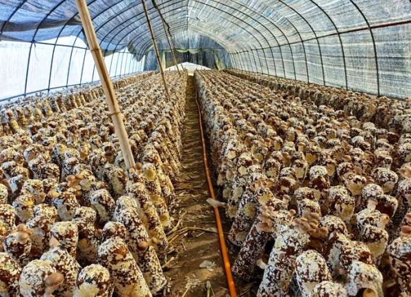 香菇产地在哪里_中国香菇之乡是哪里-第2张图片-山城妙识 香菇产地在哪里_中国香菇之乡是哪里-第2张图片-山城妙识