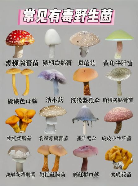 野生可食用蘑菇有哪些_怎么分辨-第2张图片-山城妙识