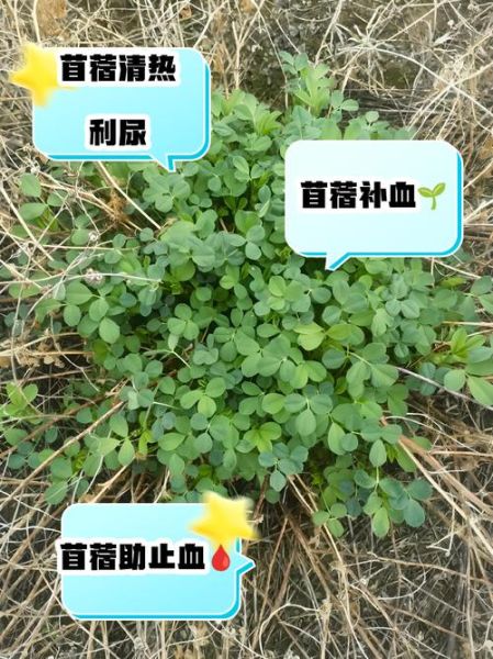 苜蓿菜有什么营养_苜蓿菜的功效与作用-第3张图片-山城妙识