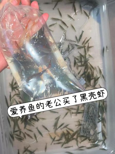 黑壳虾怎么养_黑壳虾繁殖技巧-第3张图片-山城妙识