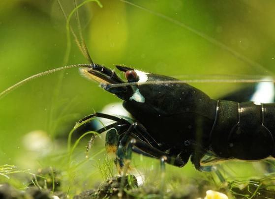 黑壳虾怎么养_黑壳虾繁殖技巧-第1张图片-山城妙识