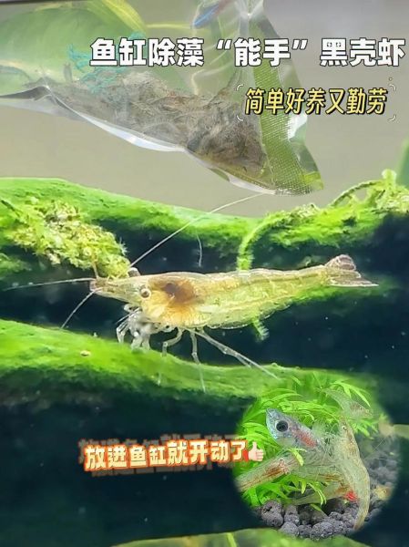 黑壳虾怎么养_黑壳虾繁殖技巧-第2张图片-山城妙识