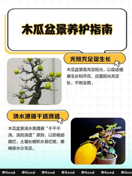 观赏木瓜的香味对人体有害吗_室内养护安全指南-第1张图片-山城妙识