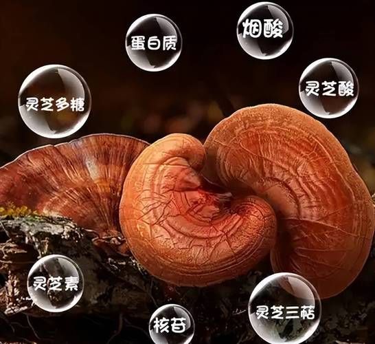 灵芝孢子粉会加速肿瘤扩散吗_真相解析-第3张图片-山城妙识