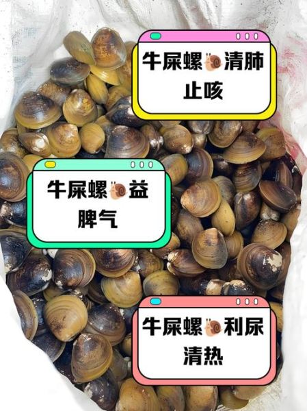 为什么好多人都吃海螺屎_海螺屎到底能不能吃-第1张图片-山城妙识