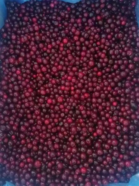 蔓越莓产地在哪里_蔓越莓主要产自哪些国家-第1张图片-山城妙识