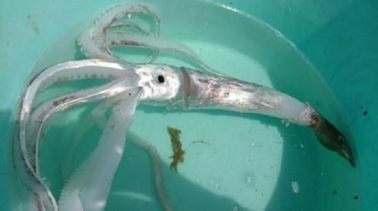 世界最大的乌贼有多大_大王乌贼能长多长-第2张图片-山城妙识