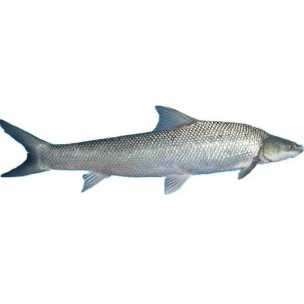 中国淡水银鳕鱼好吃吗_淡水银鳕鱼口感怎么样-第3张图片-山城妙识