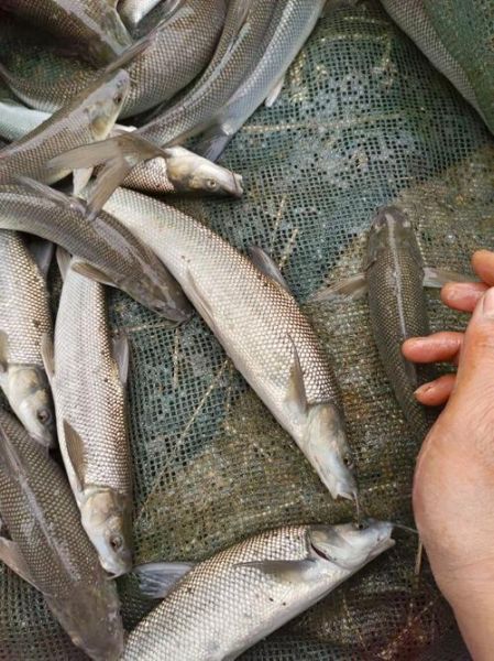 中国淡水银鳕鱼好吃吗_淡水银鳕鱼口感怎么样-第2张图片-山城妙识