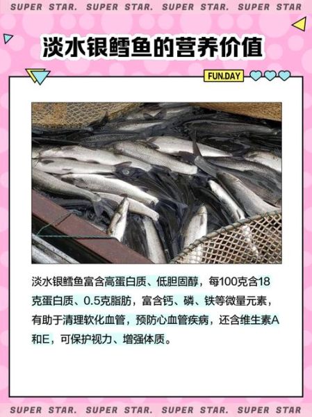 中国淡水银鳕鱼好吃吗_淡水银鳕鱼口感怎么样-第1张图片-山城妙识