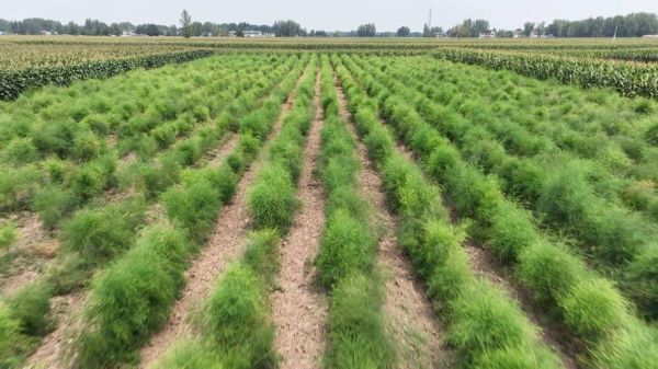 芦笋生长在哪里_芦笋适合什么土壤-第1张图片-山城妙识