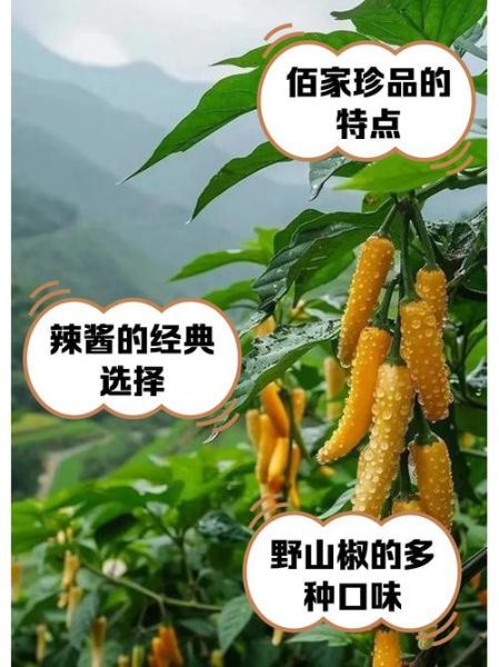 野山椒图片大全牌子_哪个牌子野山椒好吃-第1张图片-山城妙识