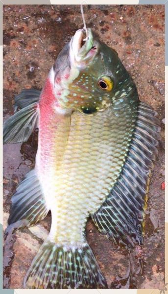 罗非鱼怎么钓_罗非鱼用什么饵料最好-第3张图片-山城妙识