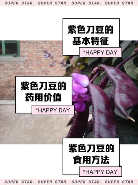 刀豆有几种种类_刀豆品种图片怎么区分-第3张图片-山城妙识
