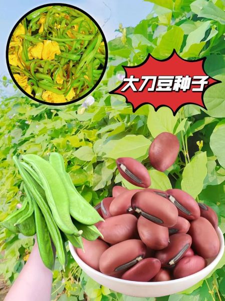 刀豆有几种种类_刀豆品种图片怎么区分-第2张图片-山城妙识