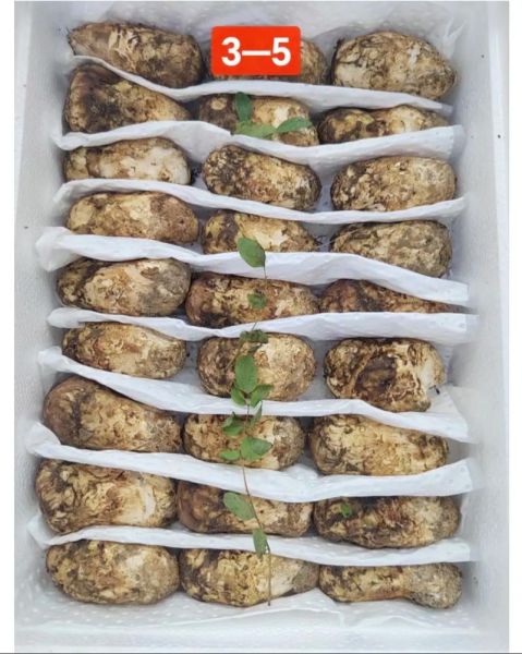 松茸蘑菇多少钱一斤_为什么价格差距这么大-第2张图片-山城妙识