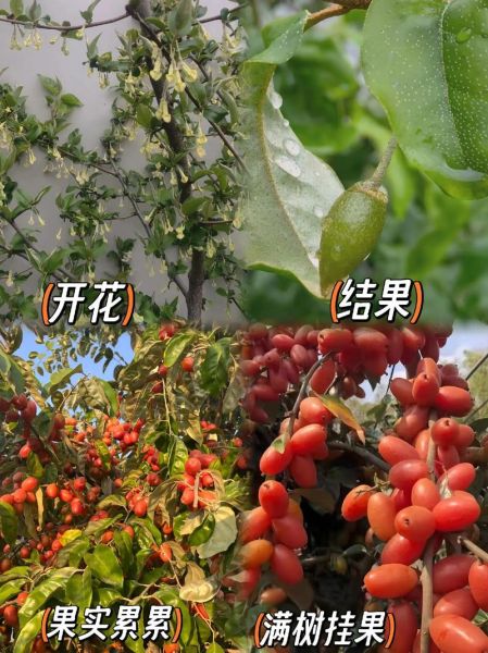 羊奶果种植条件_羊奶果几年结果-第2张图片-山城妙识
