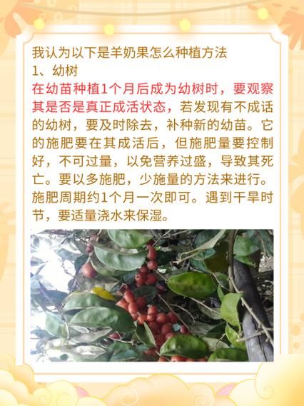 羊奶果种植条件_羊奶果几年结果-第1张图片-山城妙识