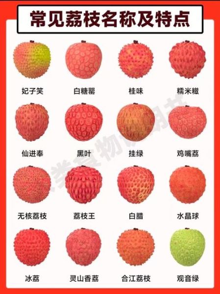 荔枝病是什么症状_荔枝病怎么预防-第1张图片-山城妙识