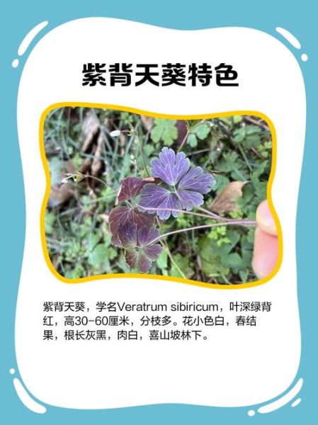 紫背天葵有毒吗_中毒症状与解毒方法-第2张图片-山城妙识