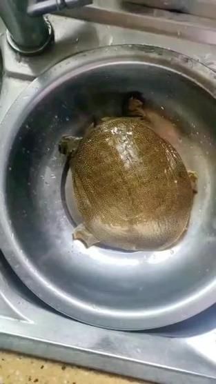 开水烫甲鱼杀法_甲鱼怎么处理干净-第3张图片-山城妙识 开水烫甲鱼杀法_甲鱼怎么处理干净-第3张图片-山城妙识