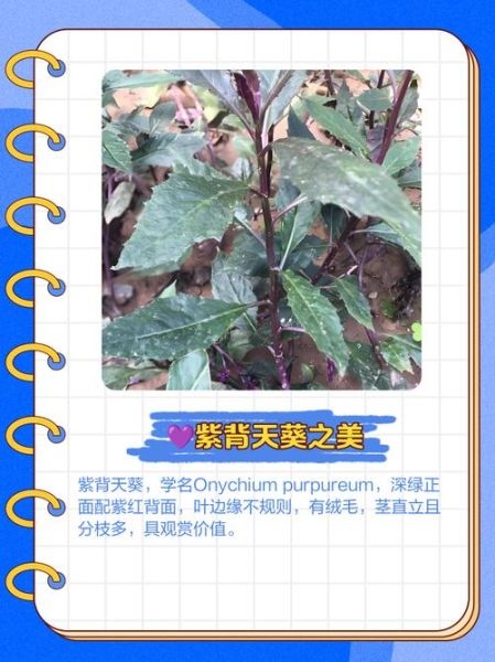 紫背天葵有毒吗_中毒症状与解毒方法-第3张图片-山城妙识