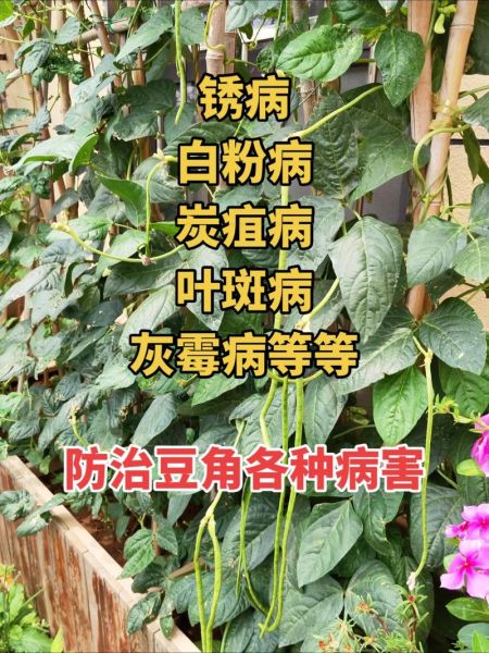 豆角中毒有哪些症状_豆角中毒多久出现反应-第1张图片-山城妙识 豆角中毒有哪些症状_豆角中毒多久出现反应-第1张图片-山城妙识