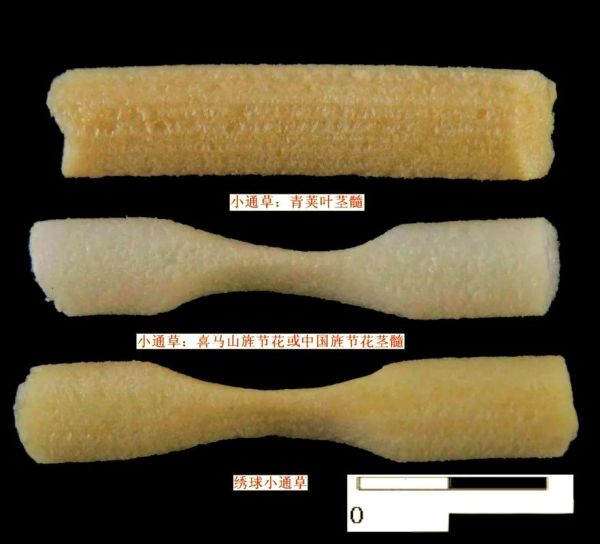 通草长什么样_通草图片与实物区别-第1张图片-山城妙识