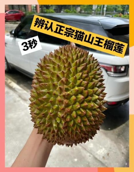 猫山王榴莲产地在哪里_正宗猫山王产自马来西亚哪个州-第2张图片-山城妙识
