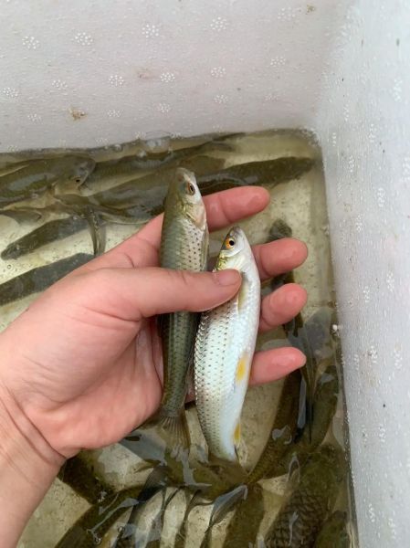 青竹鱼养殖技术_青竹鱼养殖常见问题-第2张图片-山城妙识