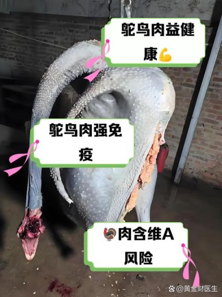 鸵鸟肉能吃吗_鸵鸟肉为什么不能吃-第1张图片-山城妙识