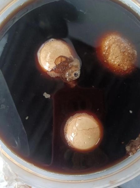 醋泡鸡蛋偏方治什么病_醋泡鸡蛋的正确做法-第1张图片-山城妙识