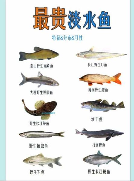 淡水鱼大全名称图片_常见品种有哪些-第2张图片-山城妙识