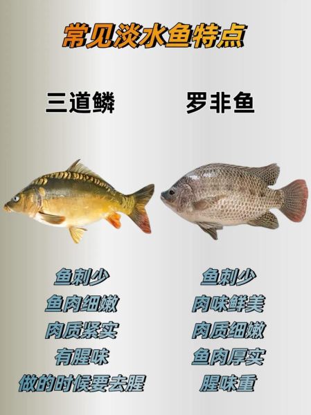 淡水鱼种类大全_如何识别常见淡水鱼-第3张图片-山城妙识 淡水鱼种类大全_如何识别常见淡水鱼-第3张图片-山城妙识