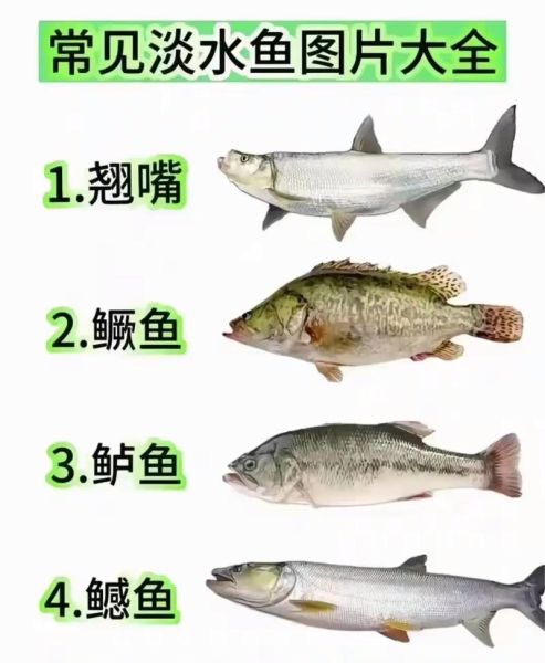 淡水鱼种类大全_如何识别常见淡水鱼-第2张图片-山城妙识 淡水鱼种类大全_如何识别常见淡水鱼-第2张图片-山城妙识
