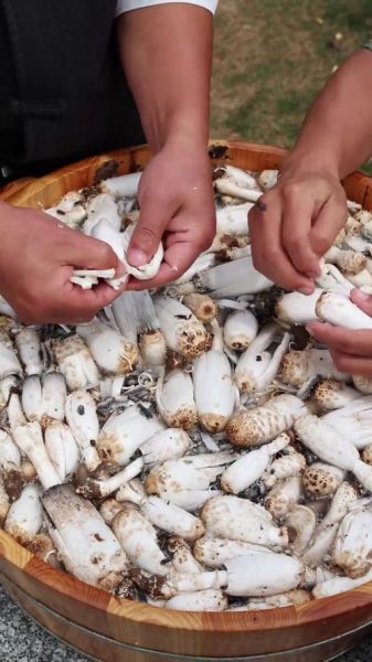 野生鸡腿菇图片_如何辨别真假-第3张图片-山城妙识 野生鸡腿菇图片_如何辨别真假-第3张图片-山城妙识